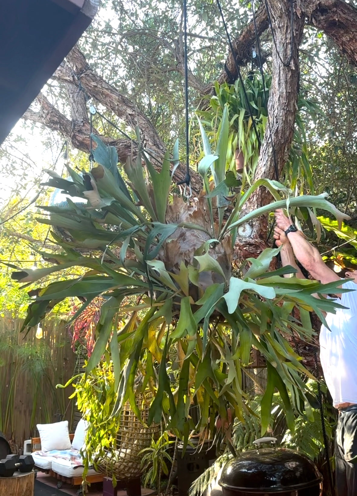 A New Way to Hang Staghorn Ferns! – SkyPots
